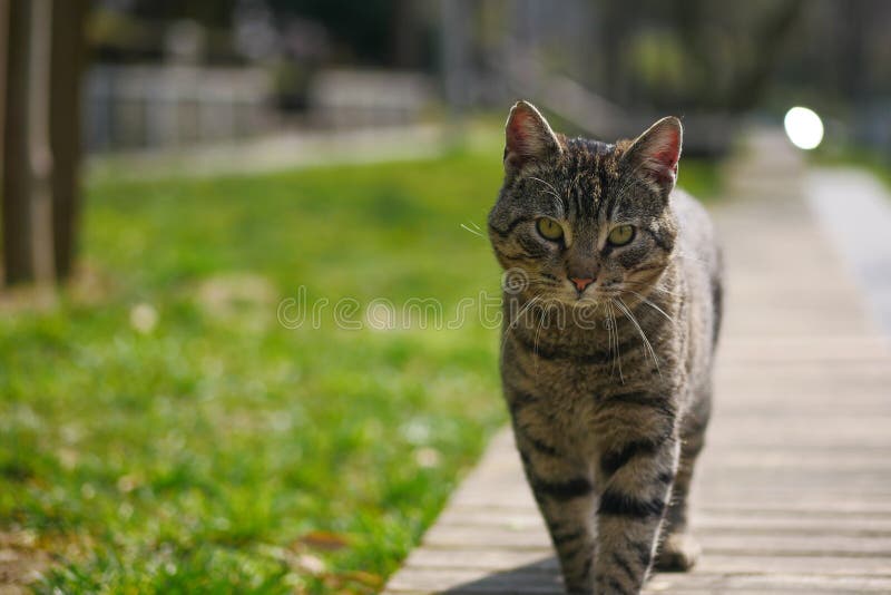 Red Cat Looking Around Outdoor , Stock Image - Image of portrait ...