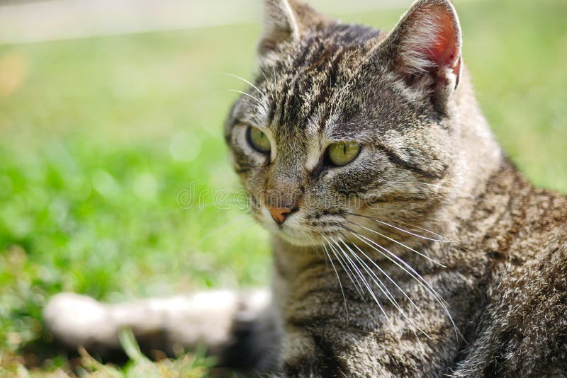 Red Cat Looking Around Outdoor , Stock Photo - Image of studio ...