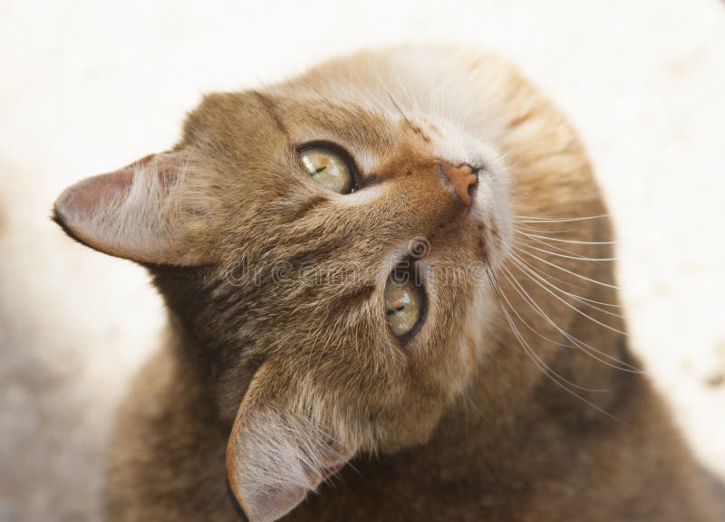 Red Cat Looking Attentive Eye Stock Photo - Image of house, greens ...