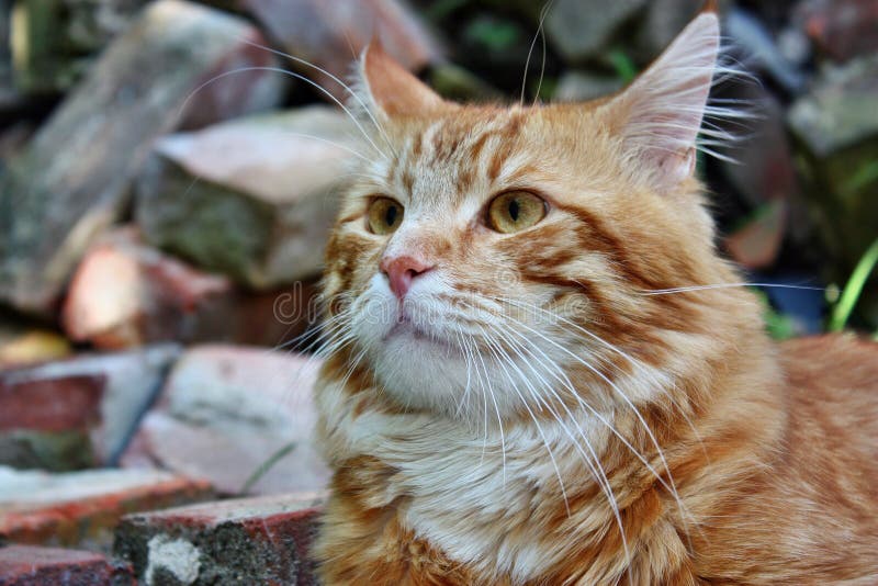 Red cat stock photo. Image of curiosity, funny, eyes - 41679404