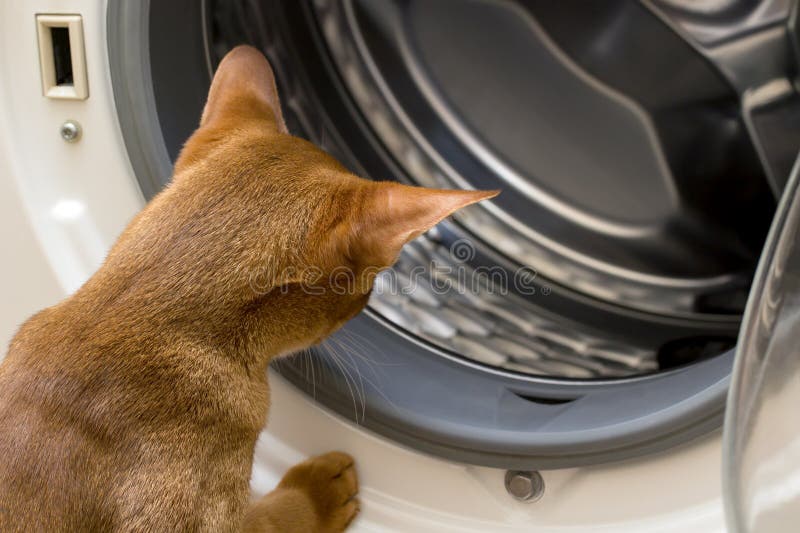 Red Cat Looking Inside Washing Machine Stock Photos - Free & Royalty ...