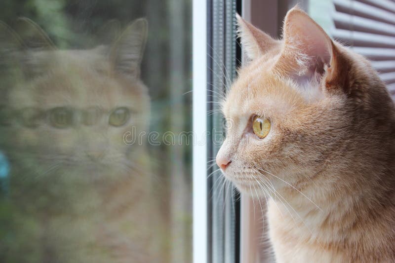 Red Cat Looking Out the Window and His Reflection in the Glass Stock ...