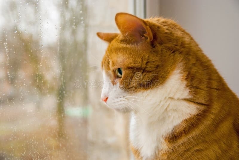 639 Cat Rain Window Photos - Free & Royalty-Free Stock Photos from ...