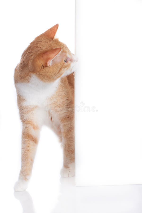 524 Cat Looking Corner Stock Photos - Free & Royalty-Free Stock Photos ...