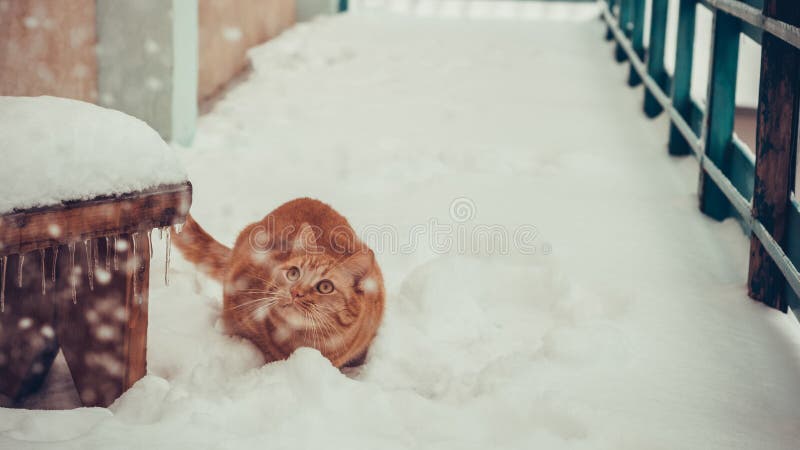 Red Cat Looking at Snow Falling. Copy Space Stock Image - Image of ...