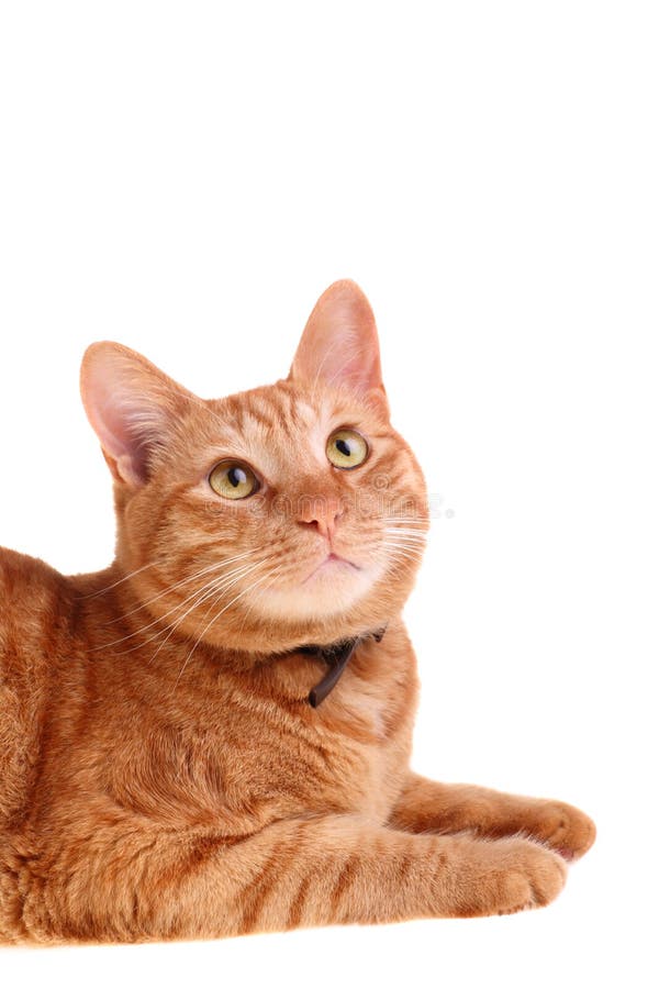 Red cat looking up stock photo. Image of shot, portrait - 8236352