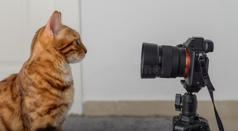Red Cat Looks into the Lens of a SLR Camera Stock Image - Image of ...