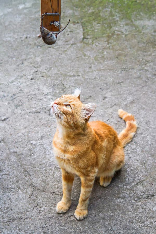 A Red Cat Looks at a Mouse in a Mousetrap. Stock Image - Image of stare ...