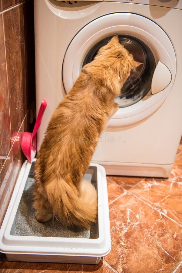 Red Cat Looks at the Washing Machine. View from the Back Stock Image ...