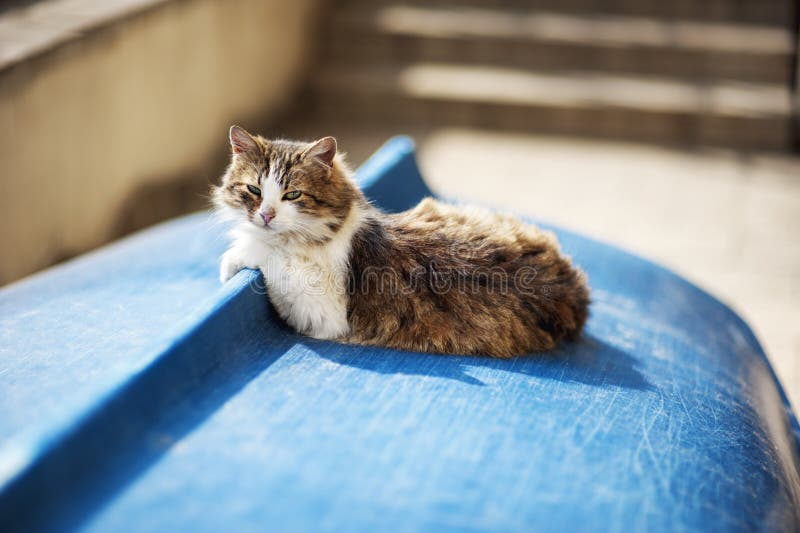 Red Cat Lying on Boat in a Port. Stock Image - Image of furry, hairy ...