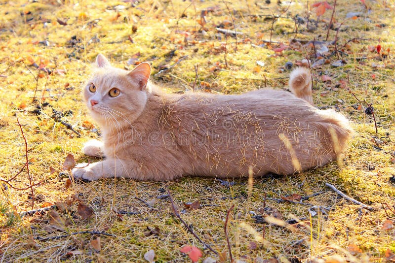 Red Cat Lying in the Half-turn Stock Image - Image of berries, nose ...