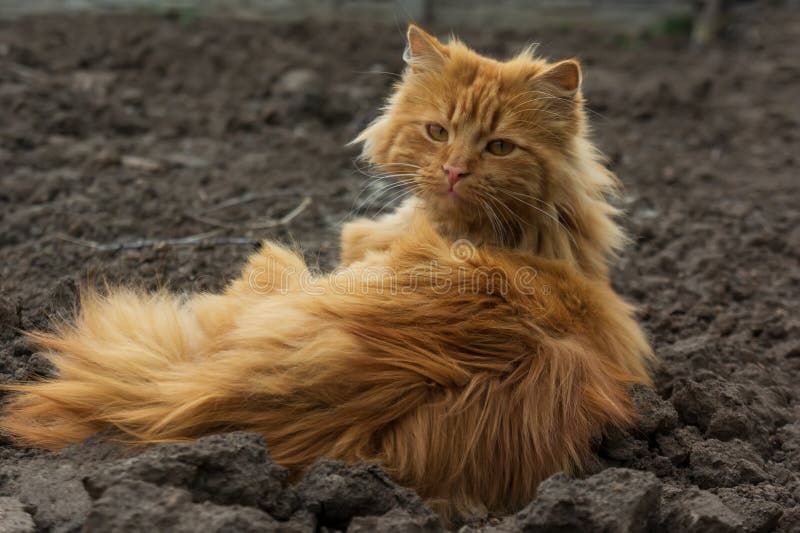 Red cat maiden on a walk stock photo. Image of mammal - 343743832