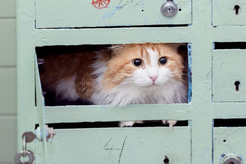 Red cat in mailbox stock image. Image of communication - 49839613