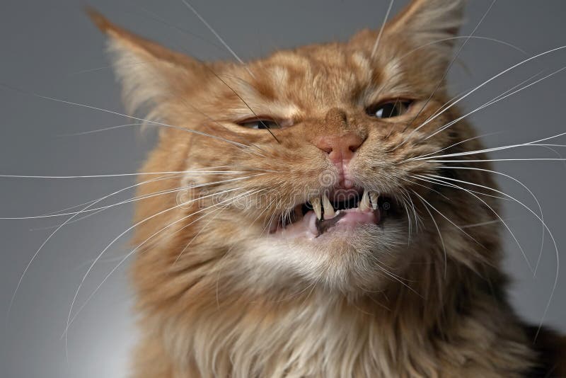 Main Kun Stock Photos - Free & Royalty-Free Stock Photos from Dreamstime