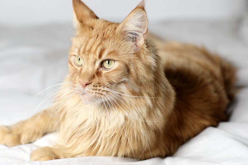 Red cat male stock photo. Image of posing, resting, long - 171815932