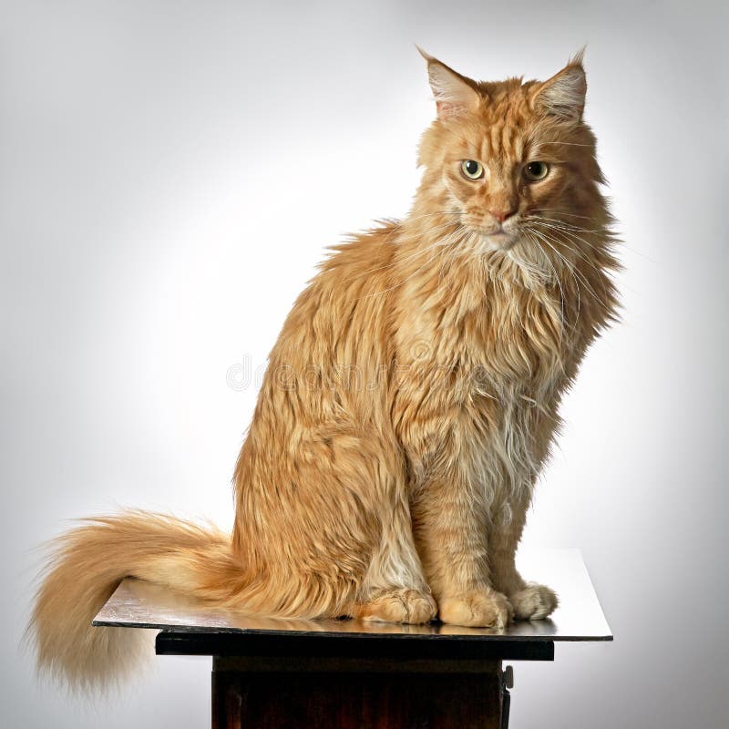 Mei Kun Stock Photos - Free & Royalty-Free Stock Photos from Dreamstime