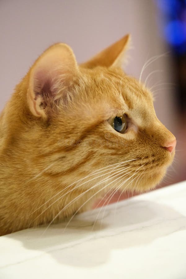 Red Cat Mischievous Beautiful Portrait Stock Image - Image of calm ...