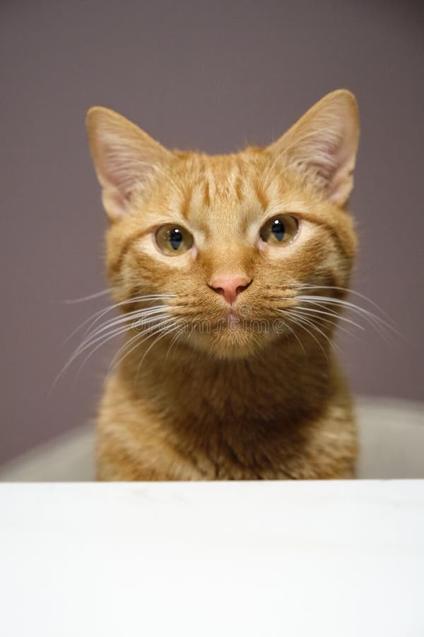 Red Cat Mischievous Beautiful Portrait Stock Image - Image of domestic ...