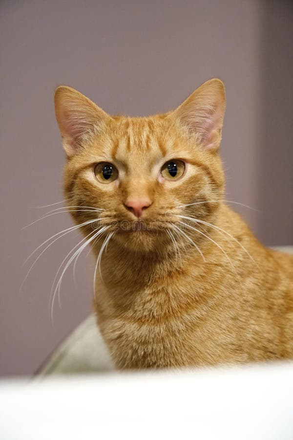 Red Cat Mischievous Beautiful Portrait Stock Photo - Image of beautiful ...