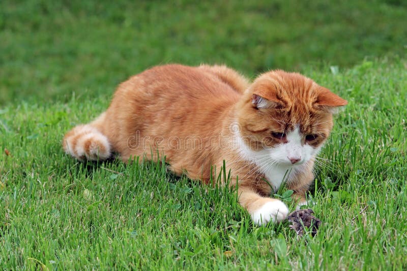 Cat and mouse stock image. Image of nature, hunting, catsplay - 19975927