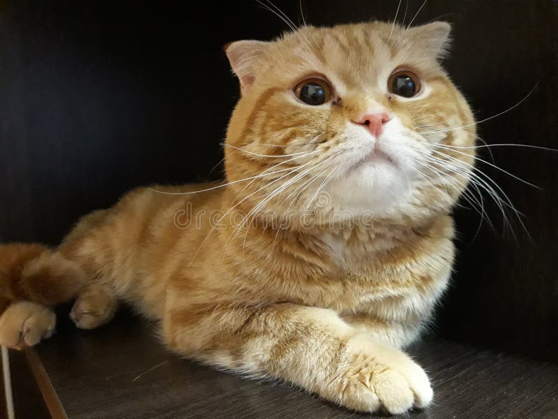 Red cat stock image. Image of eyes, animal, love - 132605629