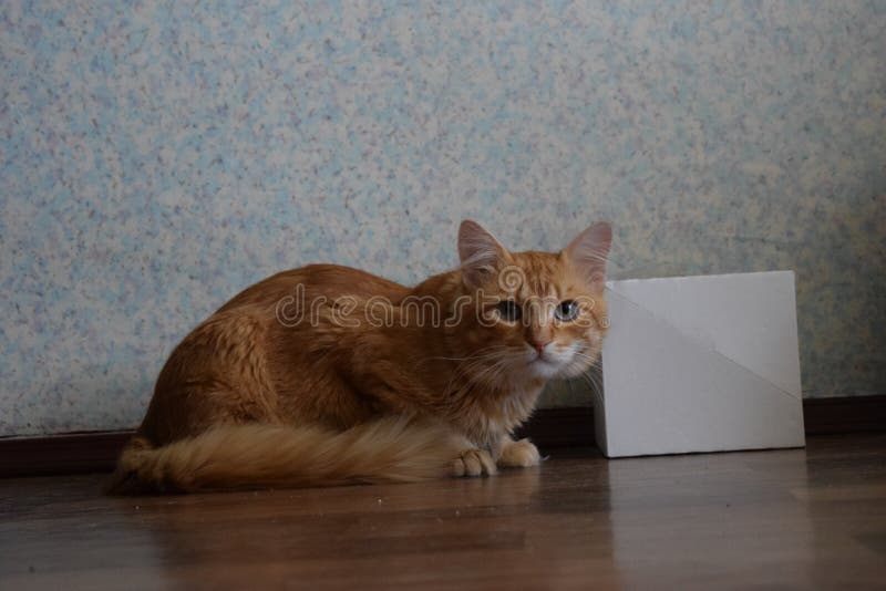 563 Cat Next To Box Stock Photos - Free & Royalty-Free Stock Photos ...