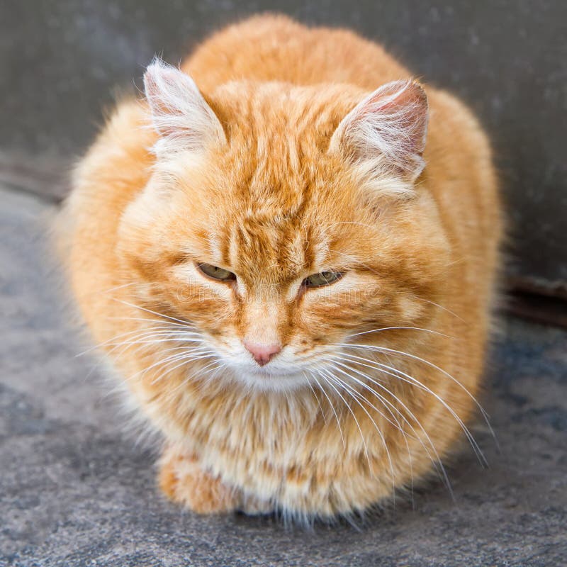 A Red Cat Outdoors. Portrait of a Red Cat Stock Image - Image of look ...