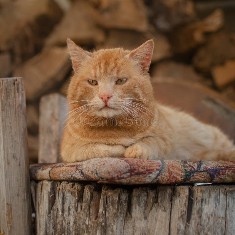 Red Cat Outside Photos of Pets in Nature Stock Image - Image of wildcat ...