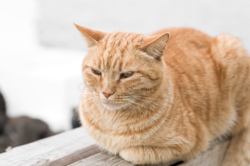 Red cat stock image. Image of animal, orange, countryside - 70968909