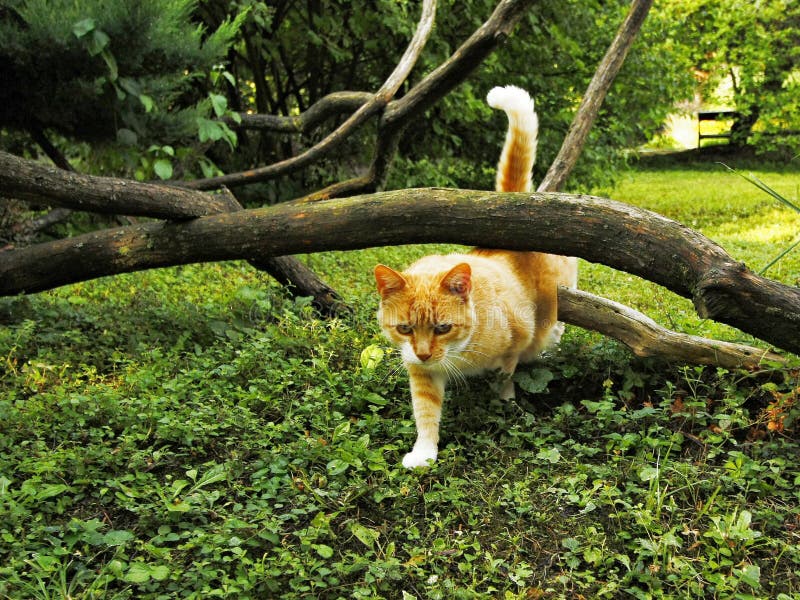 Red cat in the park stock image. Image of park, tree - 260904491