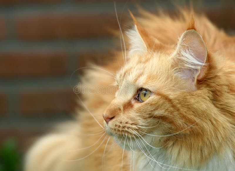 Red cat paying attention stock image. Image of hair, cats - 719709