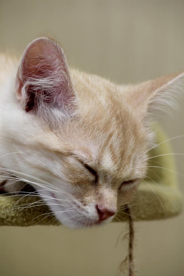 Peach Red Cute Beautiful Fluffy Cat Close-up Stock Image - Image of ...