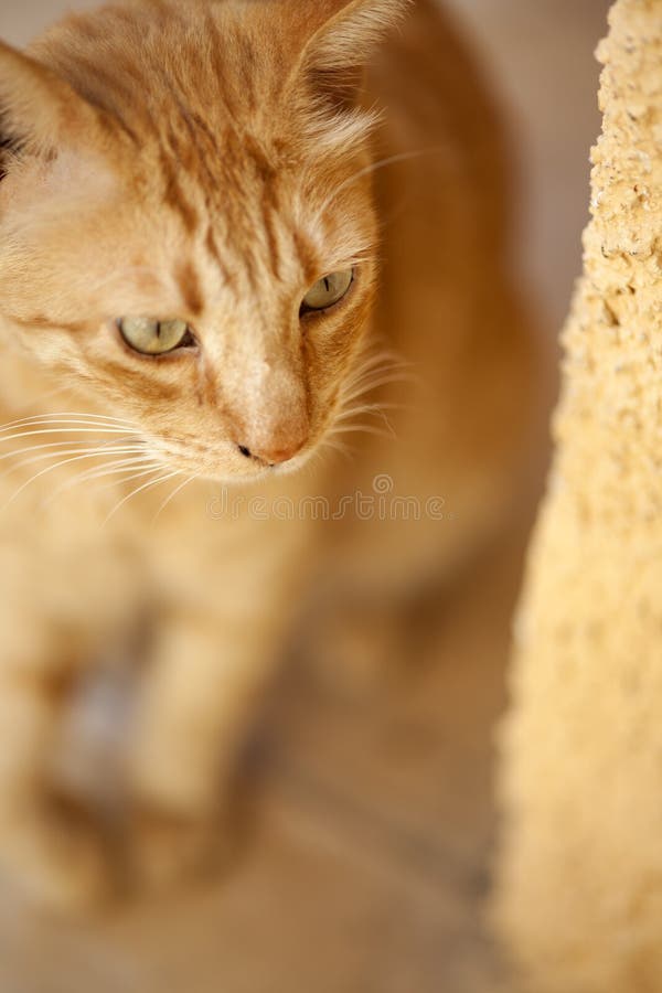 136 Cat Looking Around Corner Stock Photos - Free & Royalty-Free Stock ...