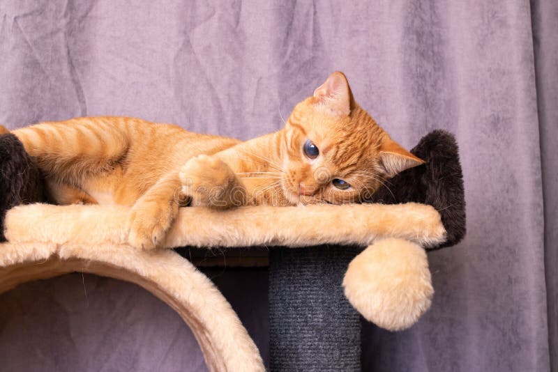 Red Cat and Play Complex for Cats Stock Photo - Image of adorable ...