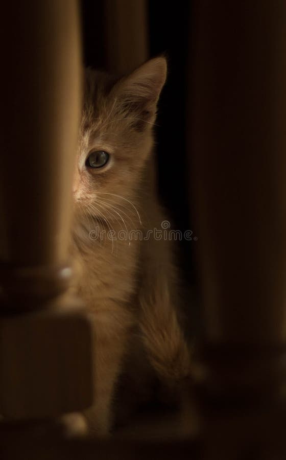 A Red Cat Play with a Light Stock Image - Image of brown, light: 131180213