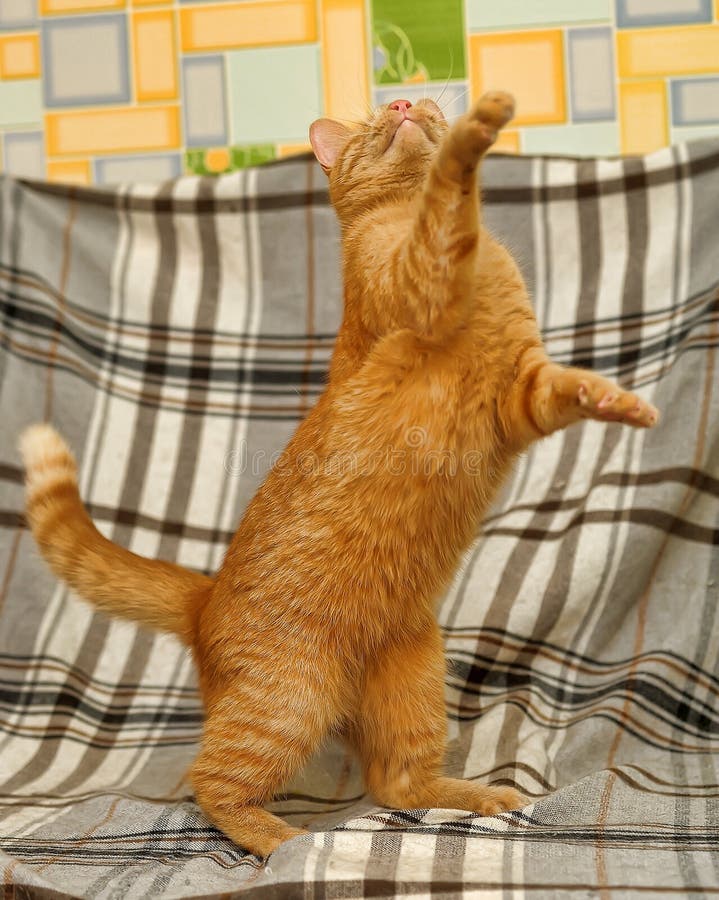 Clapping Kitten Stock Photos - Free & Royalty-Free Stock Photos from ...