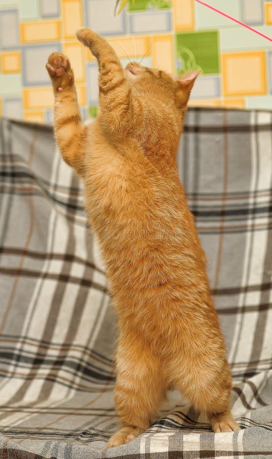 Clapping Kitten Stock Photos - Free & Royalty-Free Stock Photos from ...