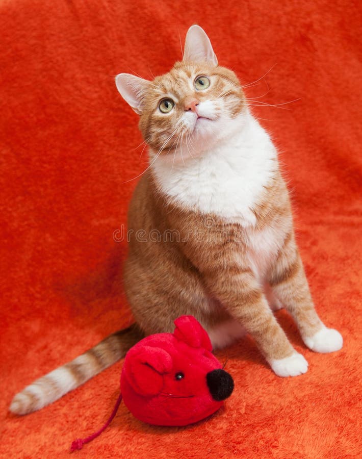 Red Cat with Plush Toy Mouse Stock Photo - Image of fluffy, ginger ...