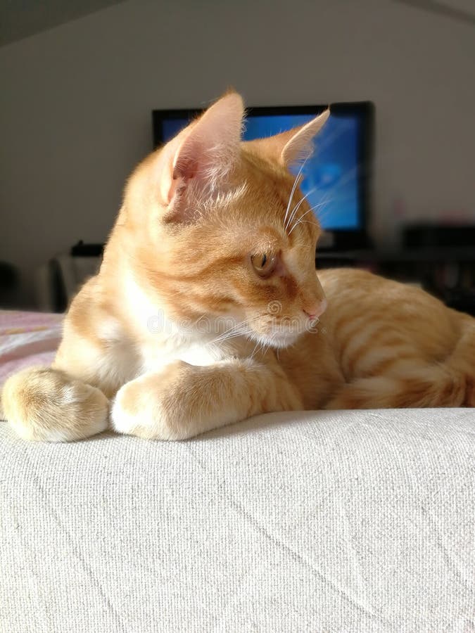 Red cat stock image. Image of posa, cucciolo, rosso, burmese - 92268623