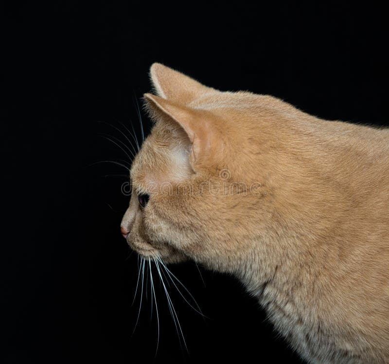1,045 Black Cat Side Profile Photos - Free & Royalty-Free Stock Photos ...