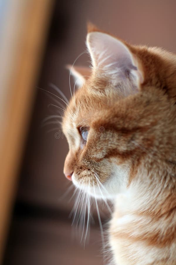 Red cat in a profile stock photo. Image of orange, adorable - 121979426