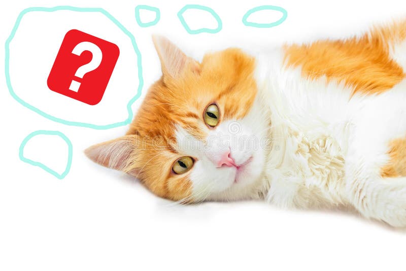 Red cat and question mark stock image. Image of actions - 68415345