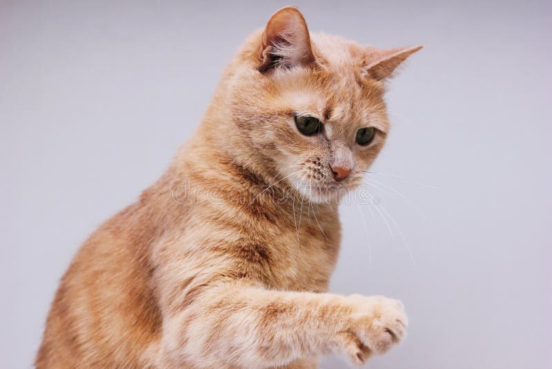 Red Cat with Raised Paw. Isolated Cat Stock Photo - Image of animal ...