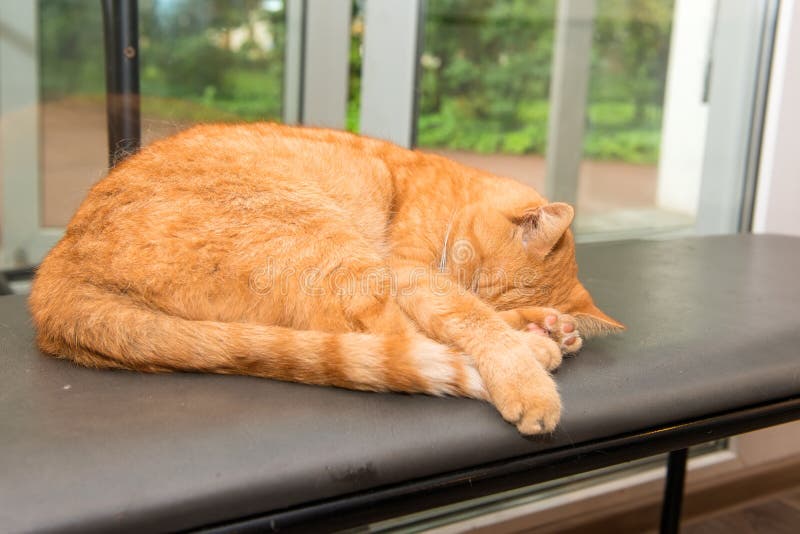 Cat at rest. stock image. Image of inside, home, cats - 76153337