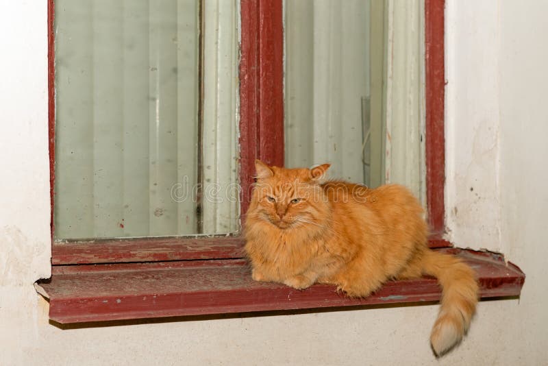 Red Cat Rest on the Windowsill Stock Photo - Image of companion, rest ...
