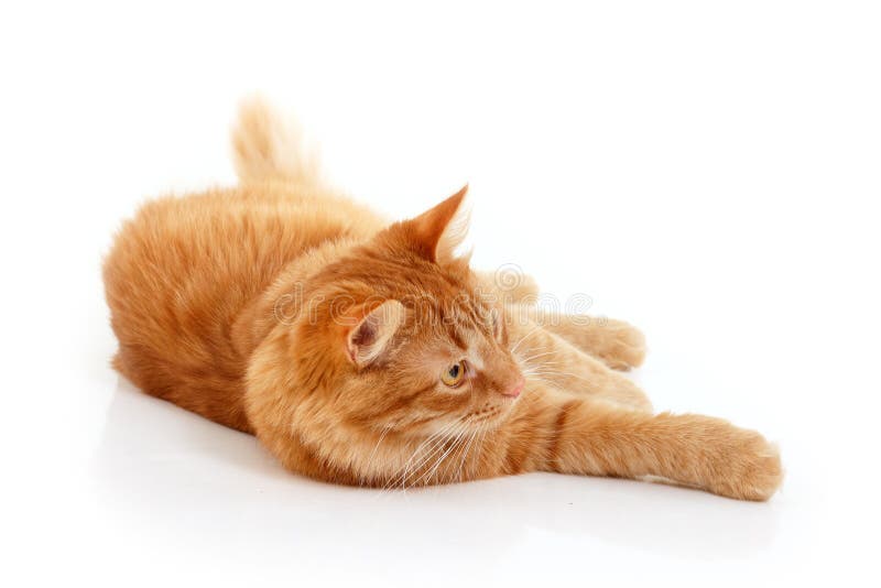 Chilli stock image. Image of spicy, insides, healthy, fruit - 1350133