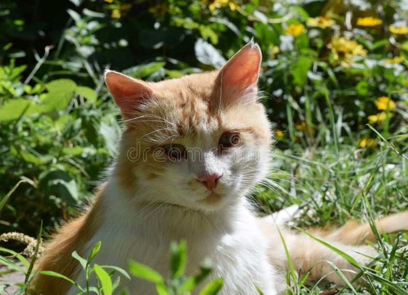 Red cat stock image. Image of orange, rest, horizontal - 57714827