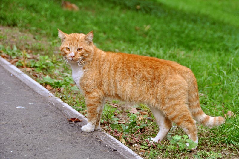 Red cat on the road stock image. Image of cute, animal - 45139421