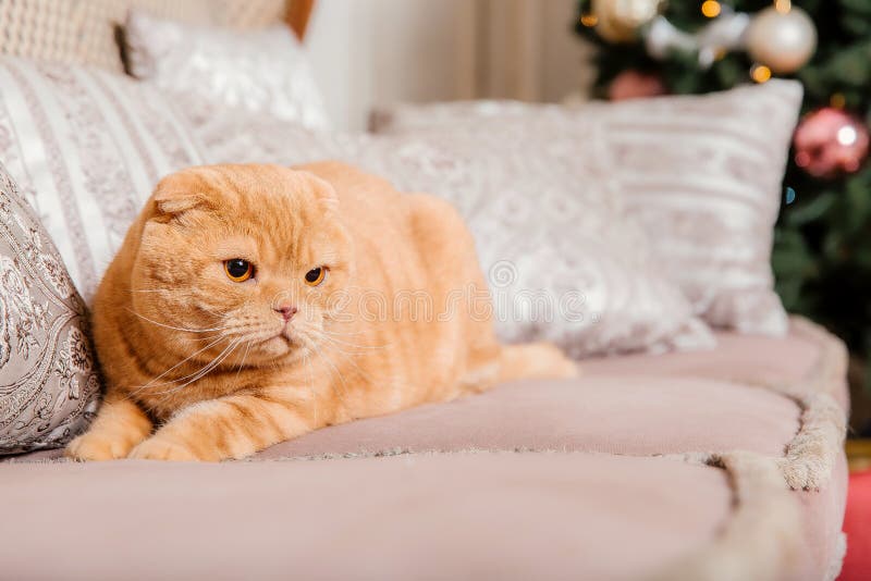 Red Cat in Rustic Interior. Pet at Home. Beautiful Kitty Meows Stock ...