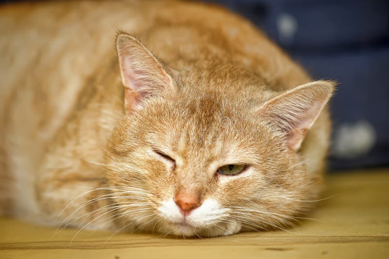 Red cat is sad stock photo. Image of light, carnivore - 37550140